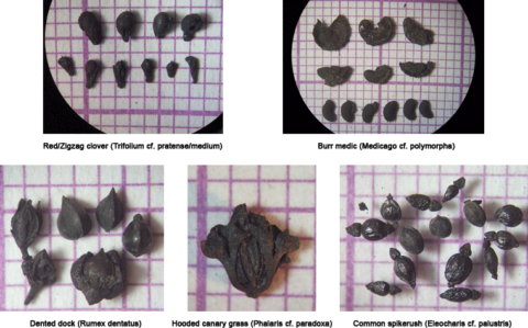 In search of seeds!|AERA